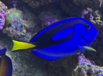 Qu'est-ce qu'un poisson