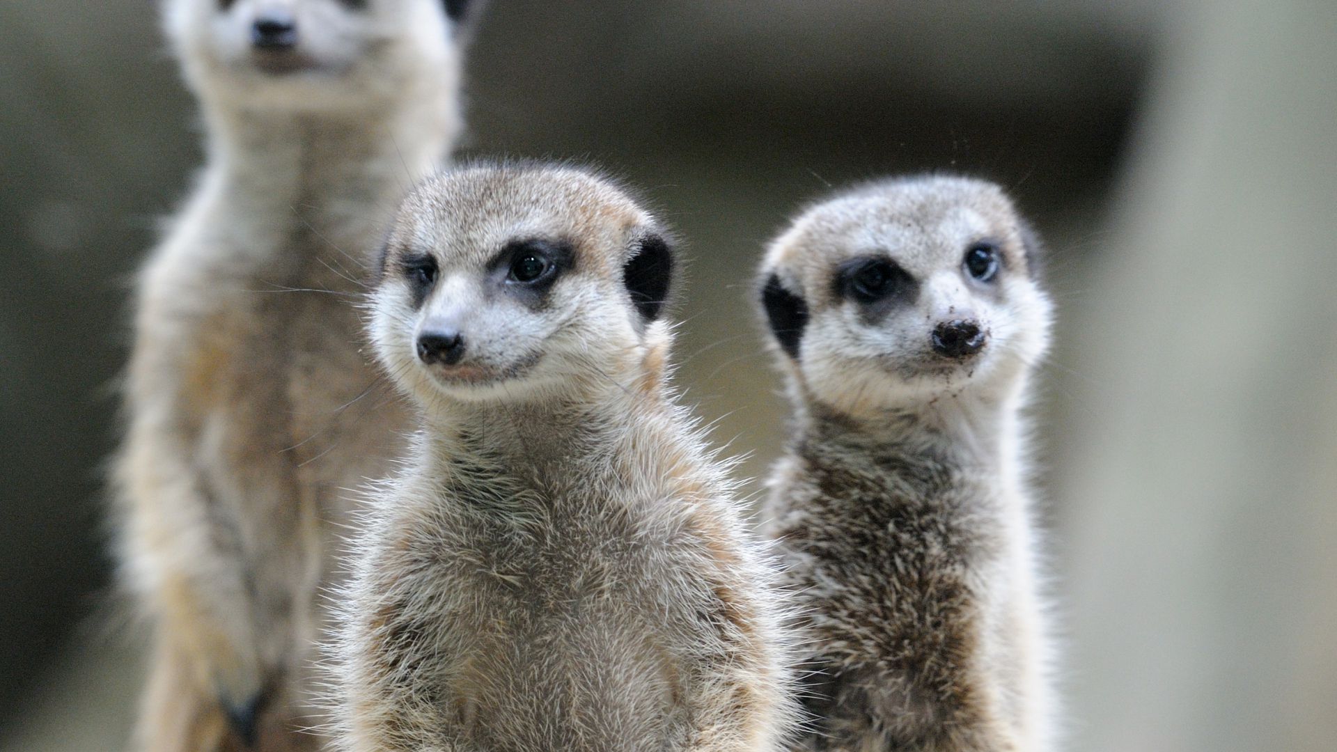Suricate : taille, description, biotope, habitat, reproduction Suricate : taille, description, biotope, habitat, reproduction