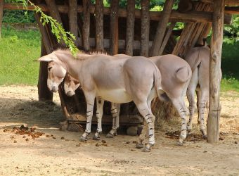 Ane, cheval, poney, zèbre : qu'est-ce qu'un équidé